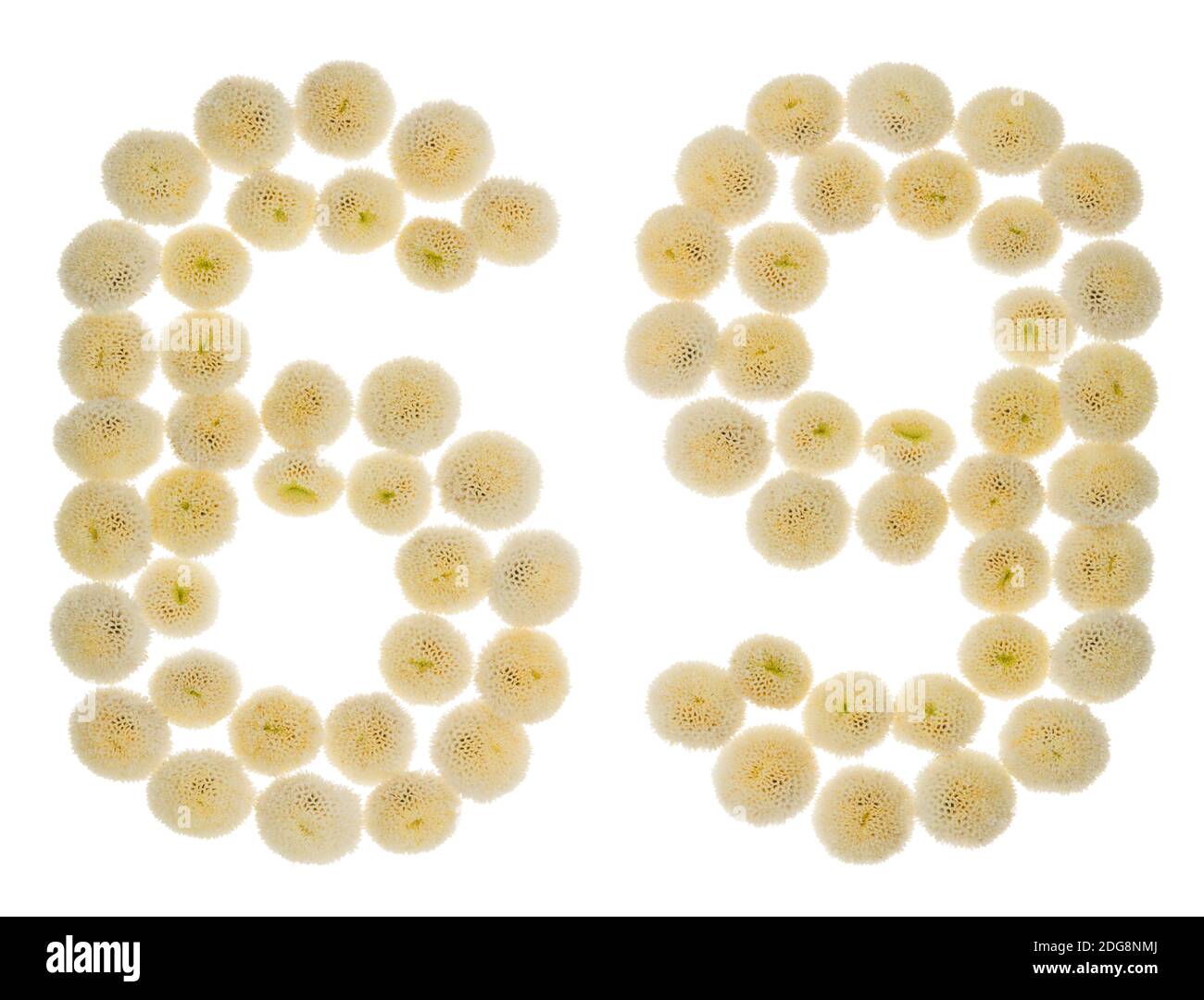 Arabic numeral 69, sixty nine, from cream flowers of chrysanthemum ...