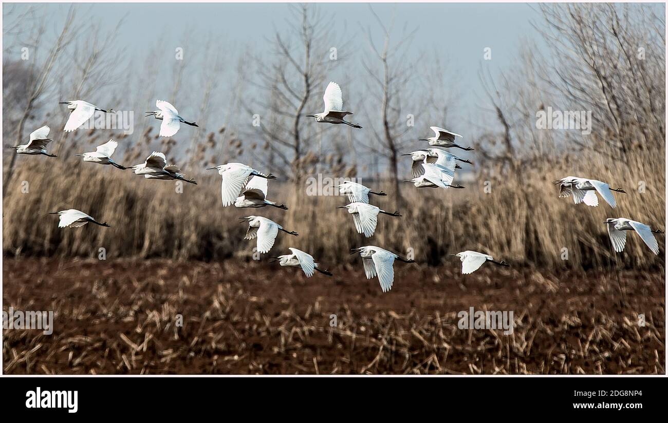 Jiangsu xinghua hi-res stock photography and images - Alamy