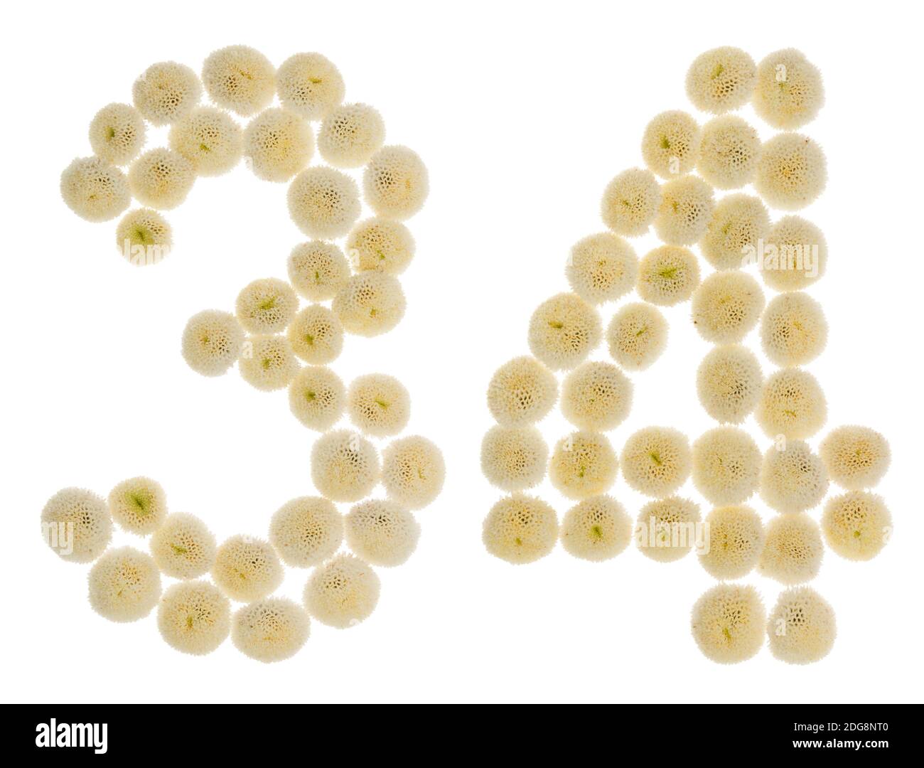 Arabic numeral 34, thirty four, from cream flowers of chrysanthemum ...