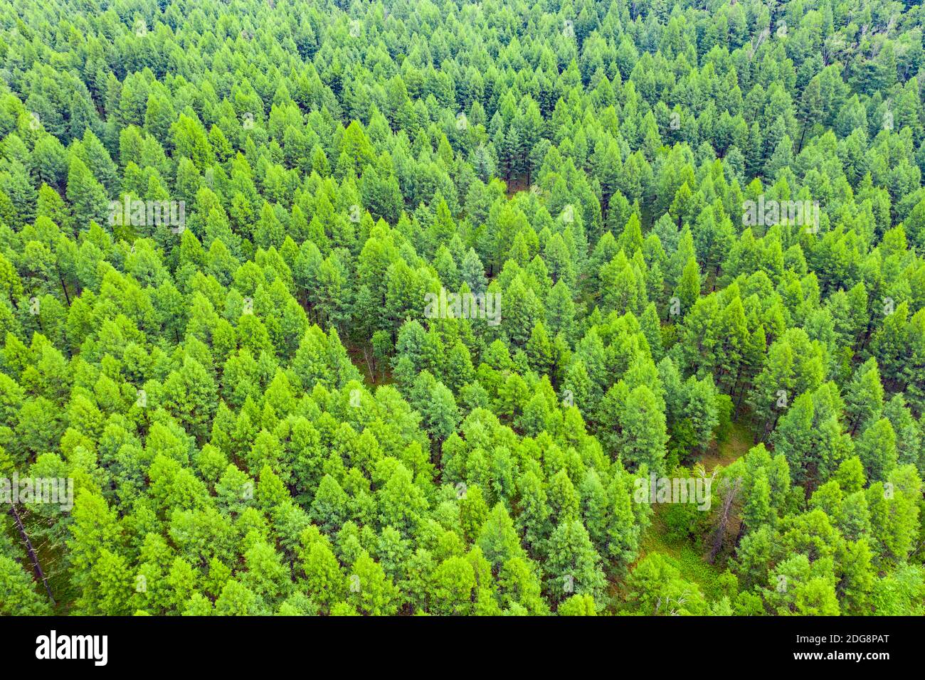 Inner Mongolia river city forest park Stock Photo - Alamy