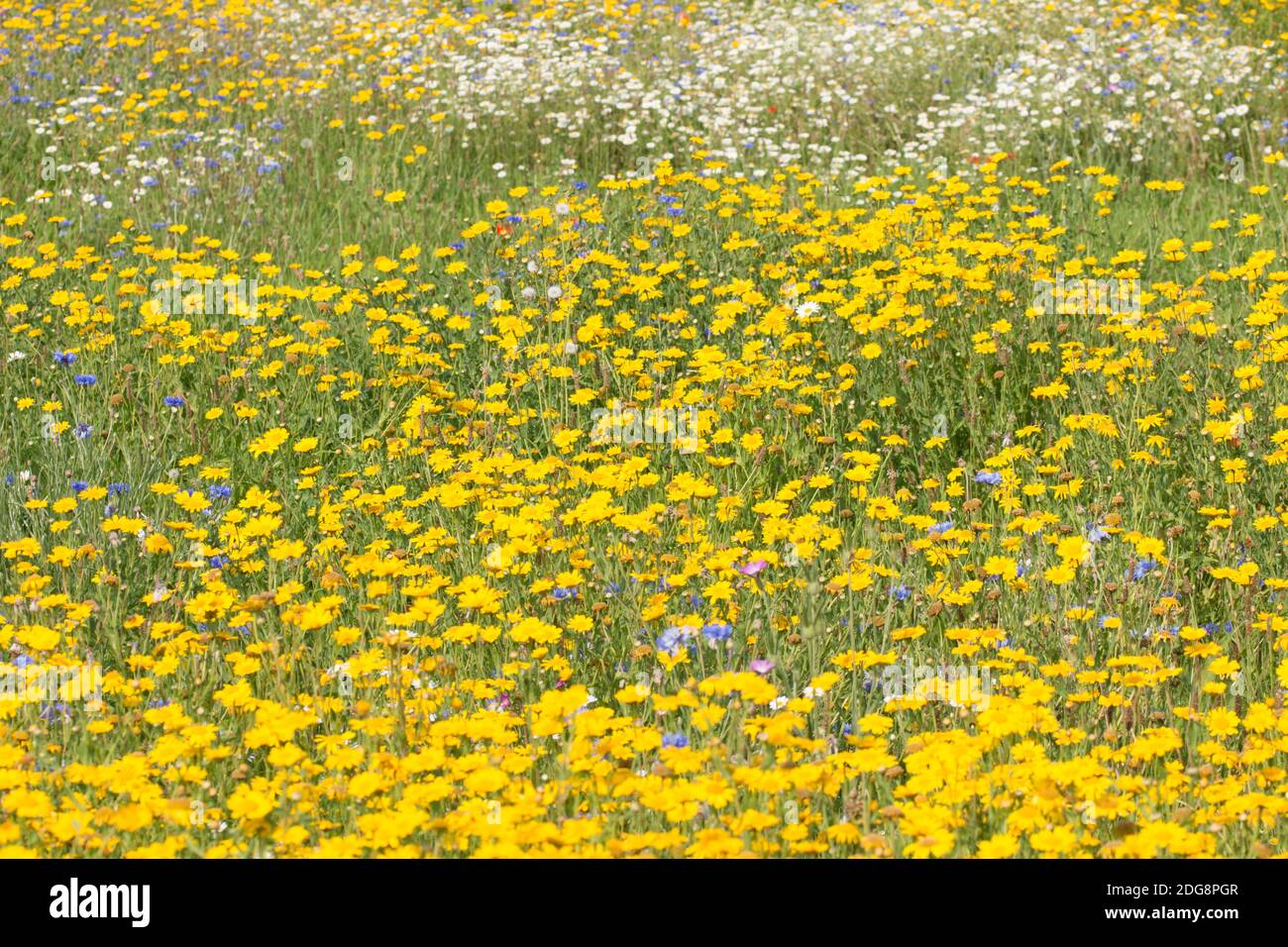 Rewilded meadow hi-res stock photography and images - Alamy