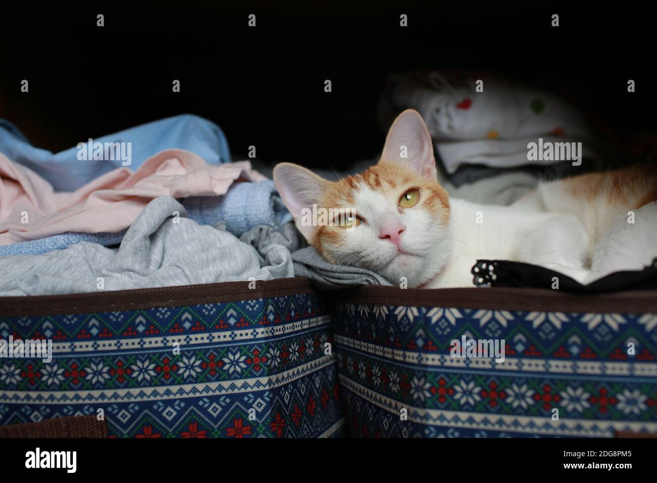 cat wake up Stock Photo - Alamy