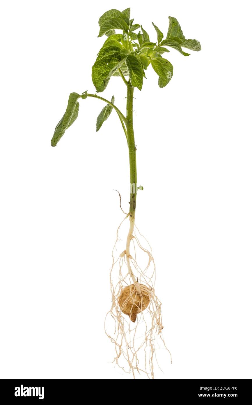 Potato sprout with tuber and leaves, isolated on white background Stock ...