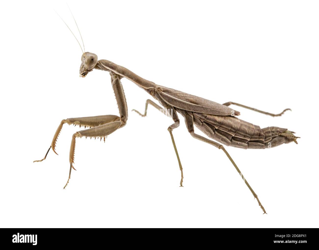Praying Mantis Cannibalism High Resolution Stock Photography and Images ...
