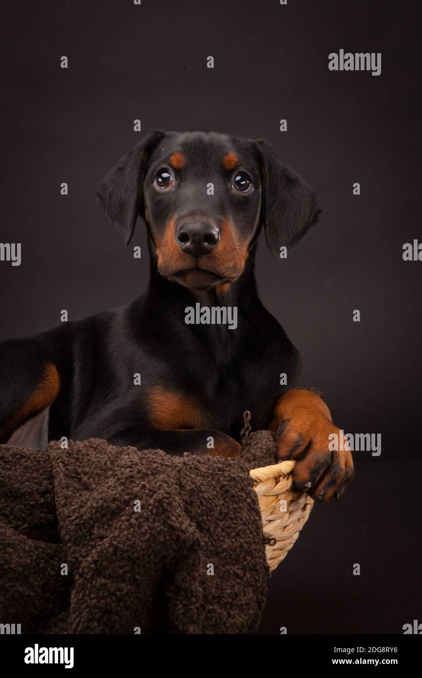 Doberman pinscher (Dobie) puppy Stock Photo - Alamy