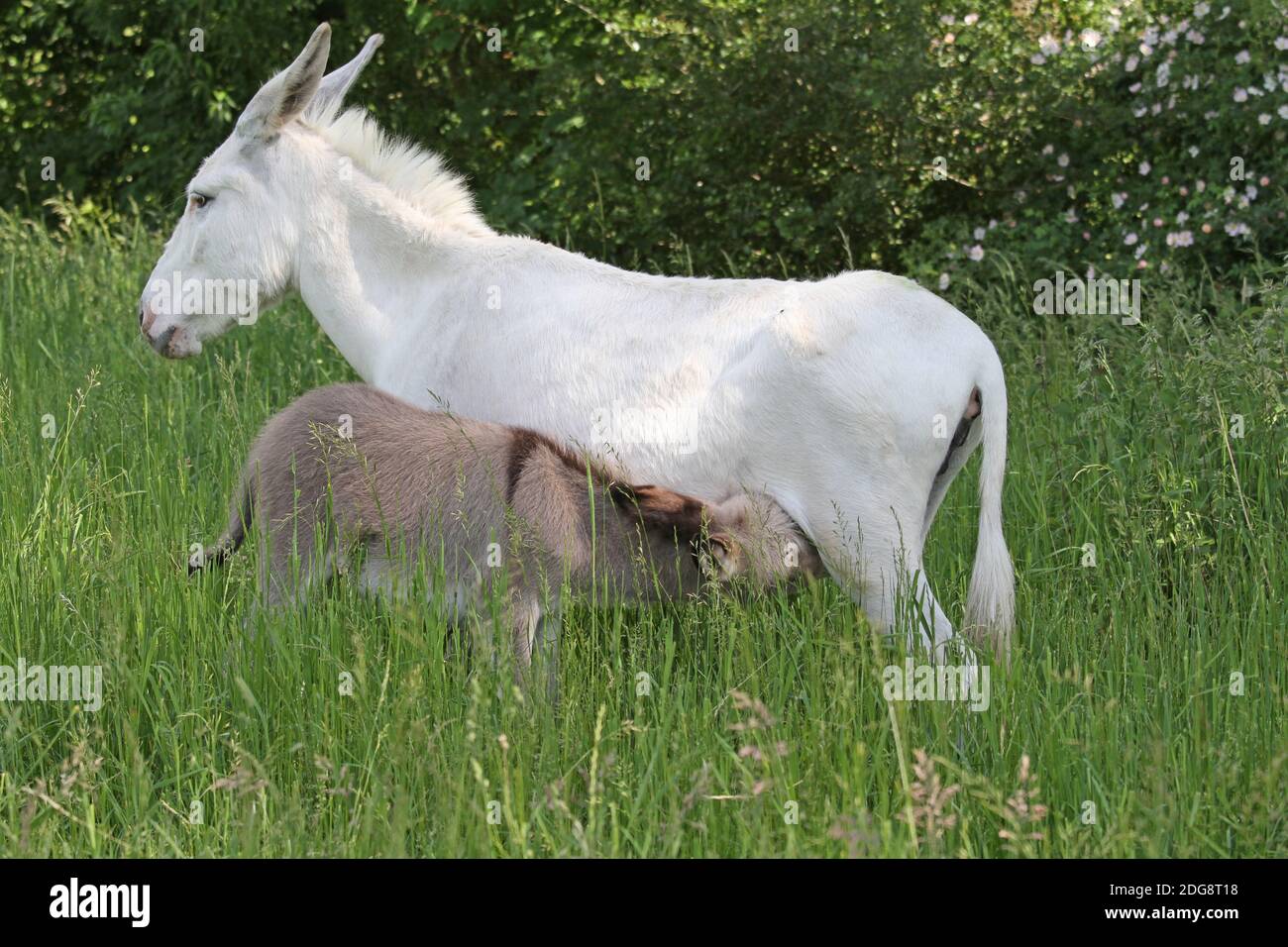 Donkey with foal Stock Photo - Alamy