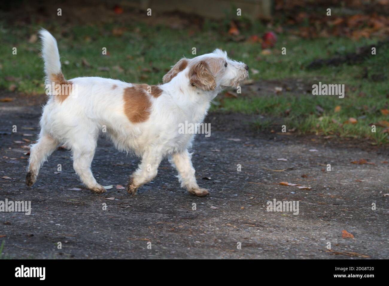Wire haired jack russell hi-res stock photography and images - Alamy