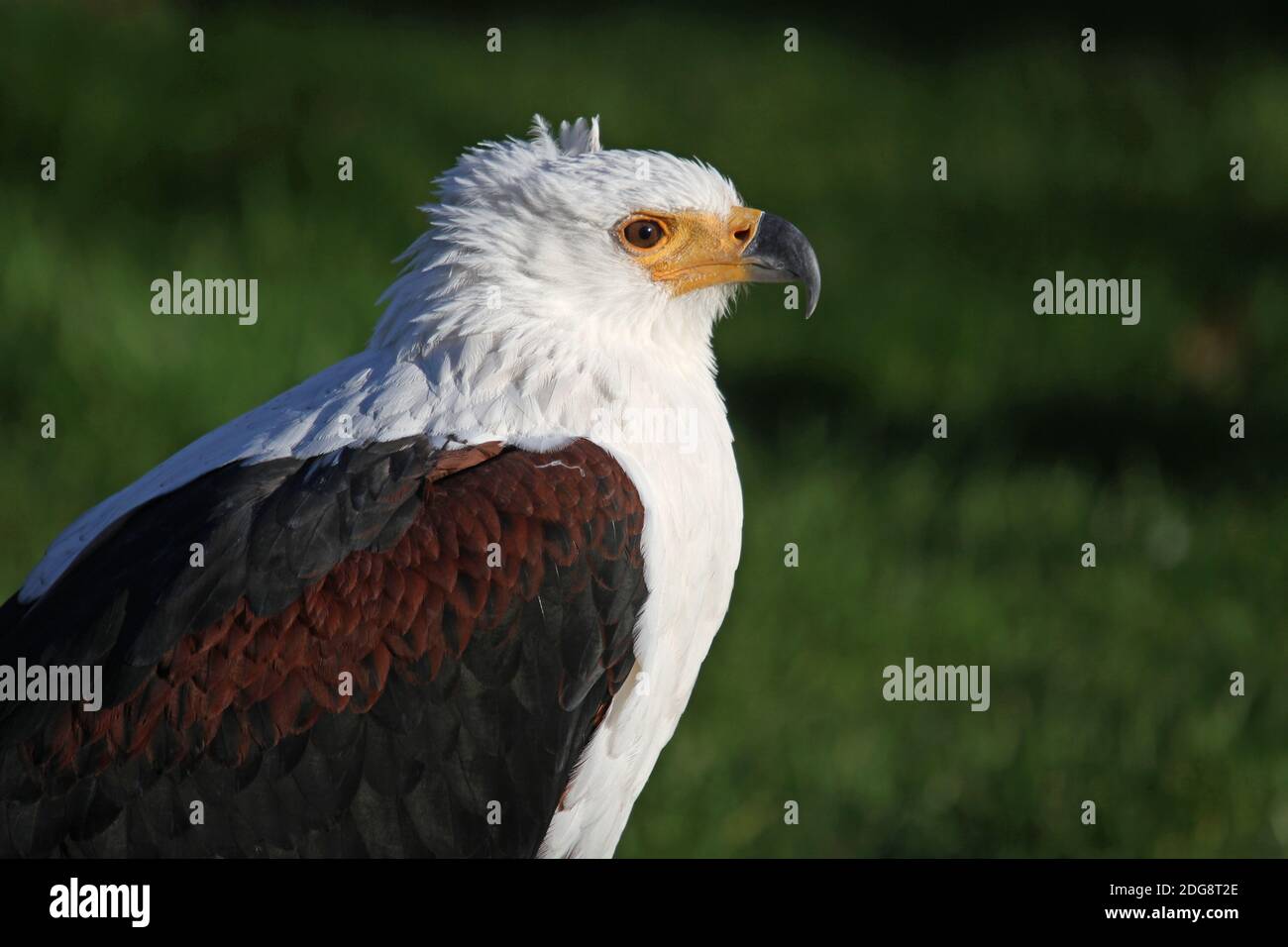 African fish eagle Stock Photo - Alamy