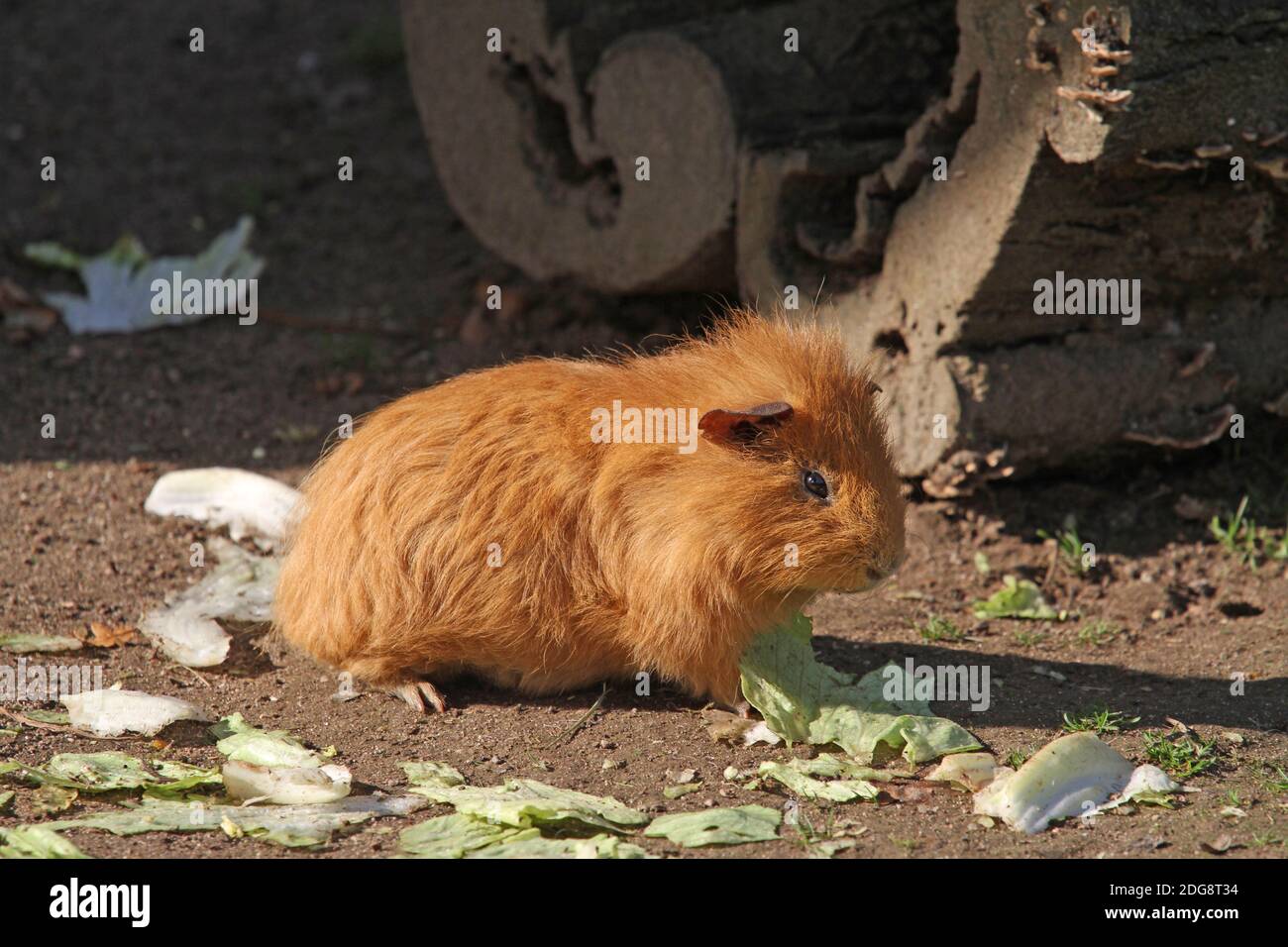 The cavy hi-res stock photography and images - Alamy