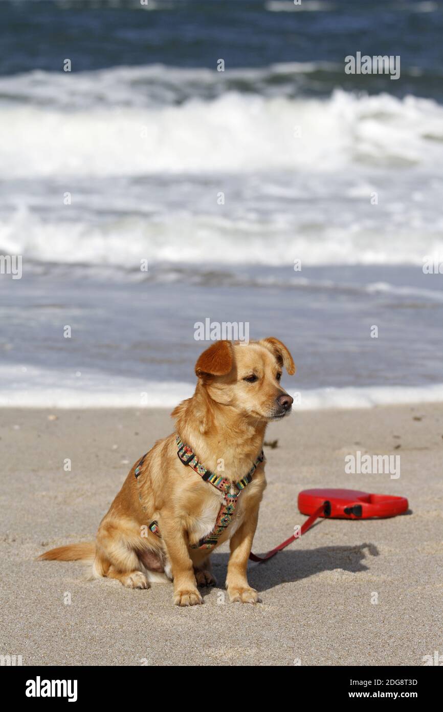Little dog on the beach Stock Photo - Alamy