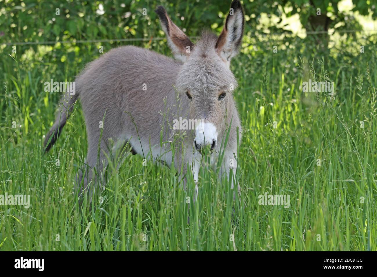 Donkey at farm hi-res stock photography and images - Alamy