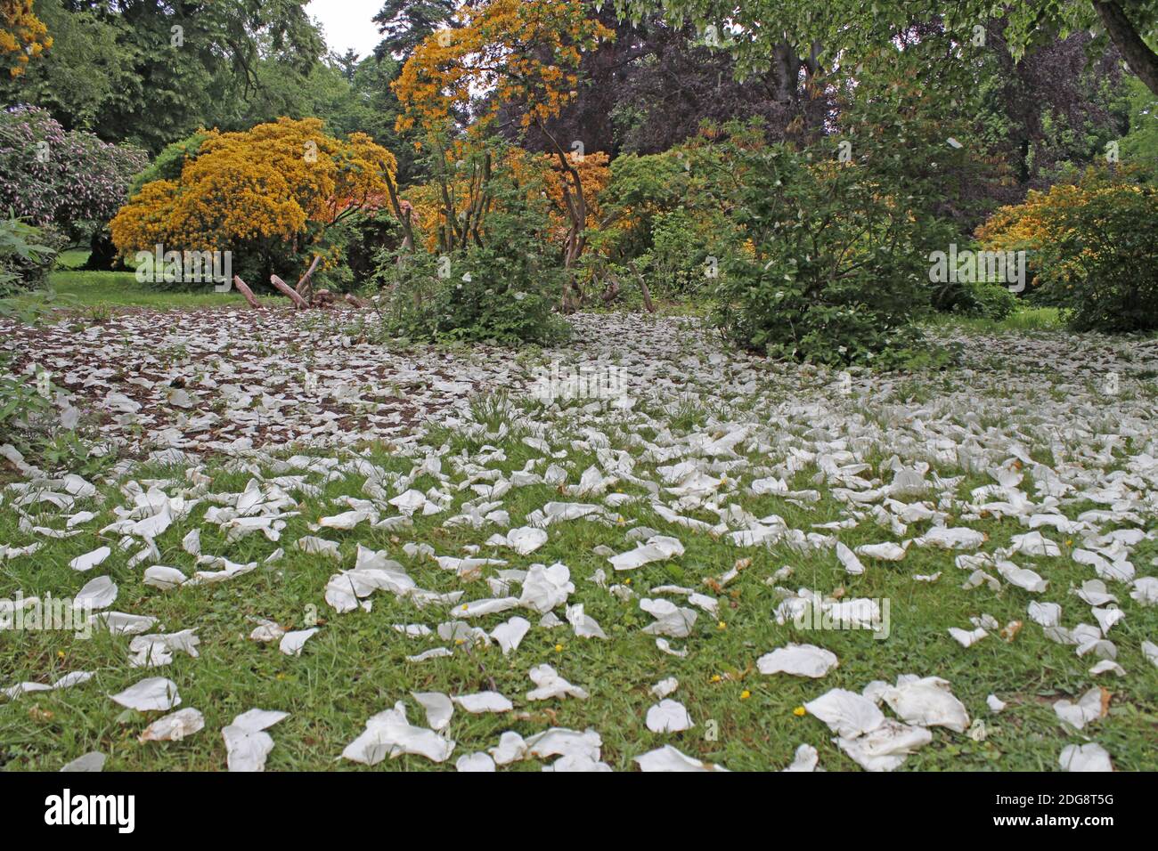Foliage of a dove tree Stock Photo - Alamy