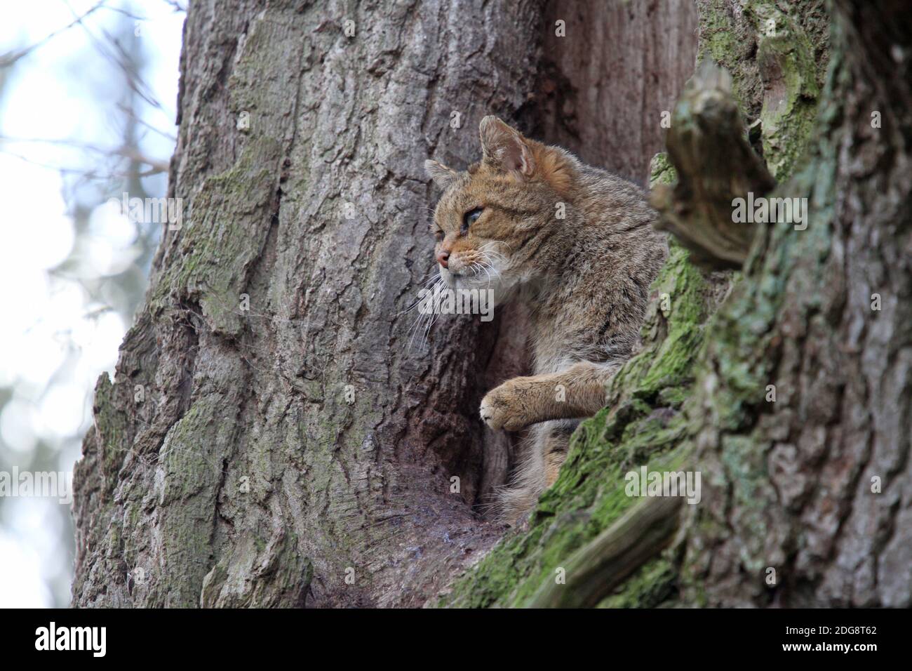 Wildcat on a tree Stock Photo - Alamy