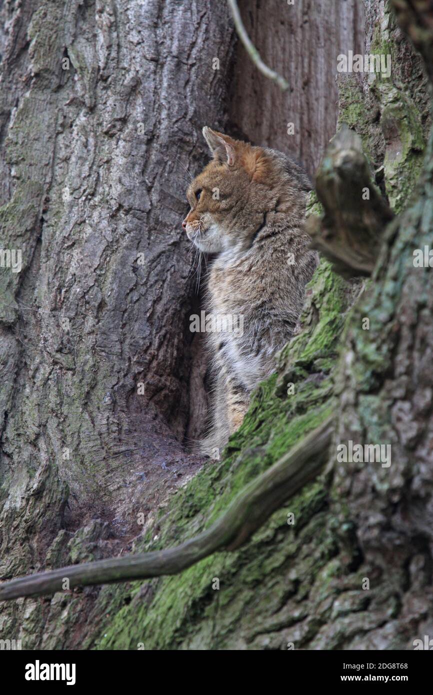Wildcat on a tree Stock Photo - Alamy