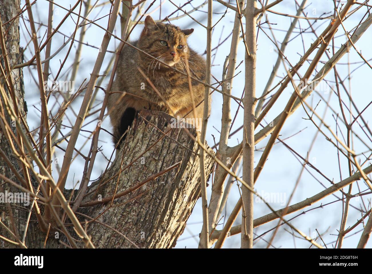 Wildcat on a tree Stock Photo - Alamy