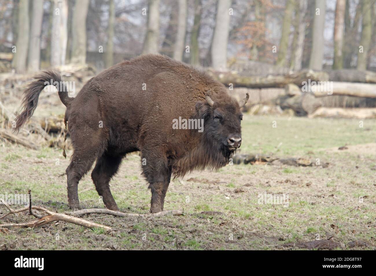 Wisent hi-res stock photography and images - Alamy