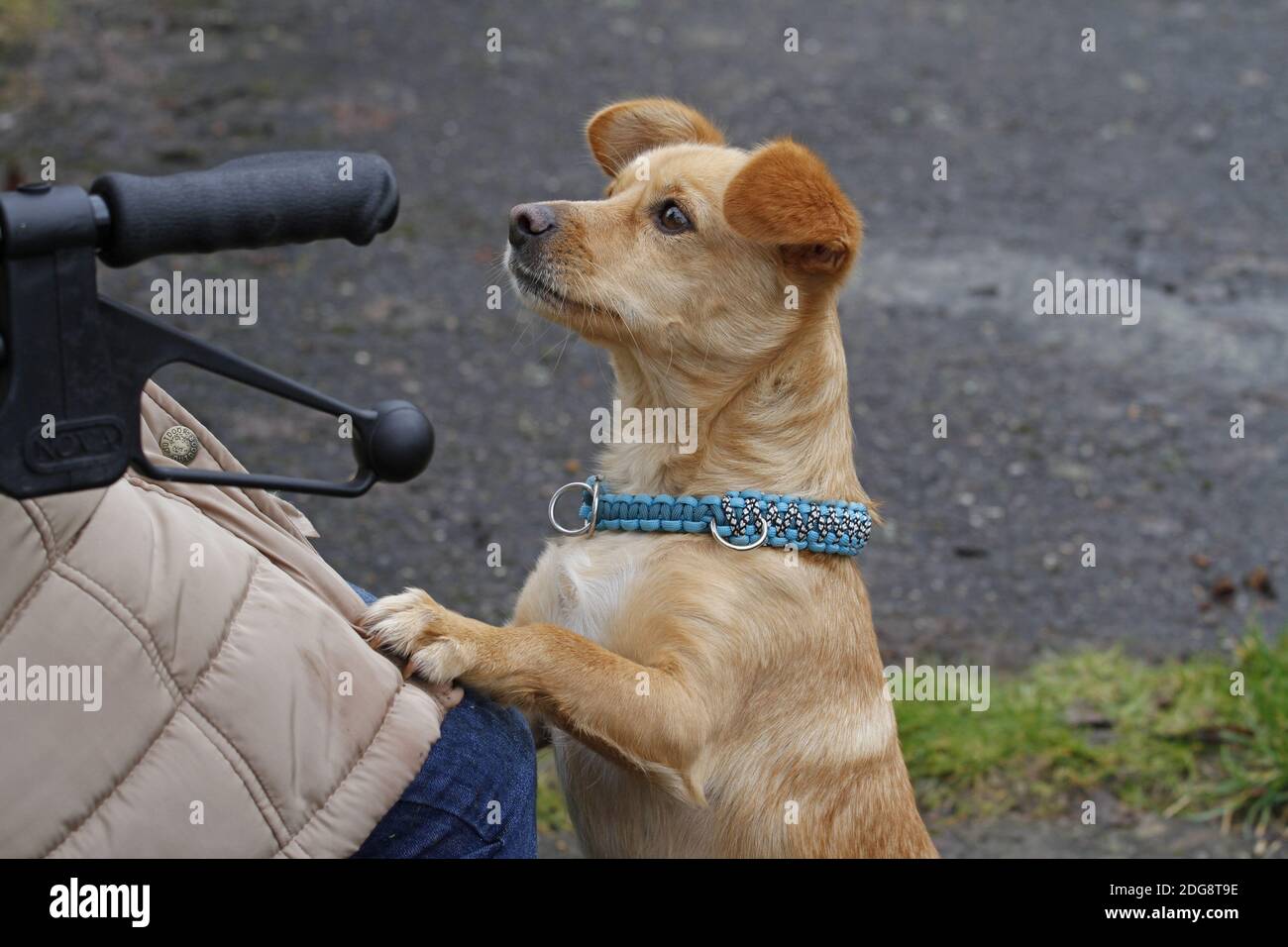 Little dog begging Stock Photo - Alamy