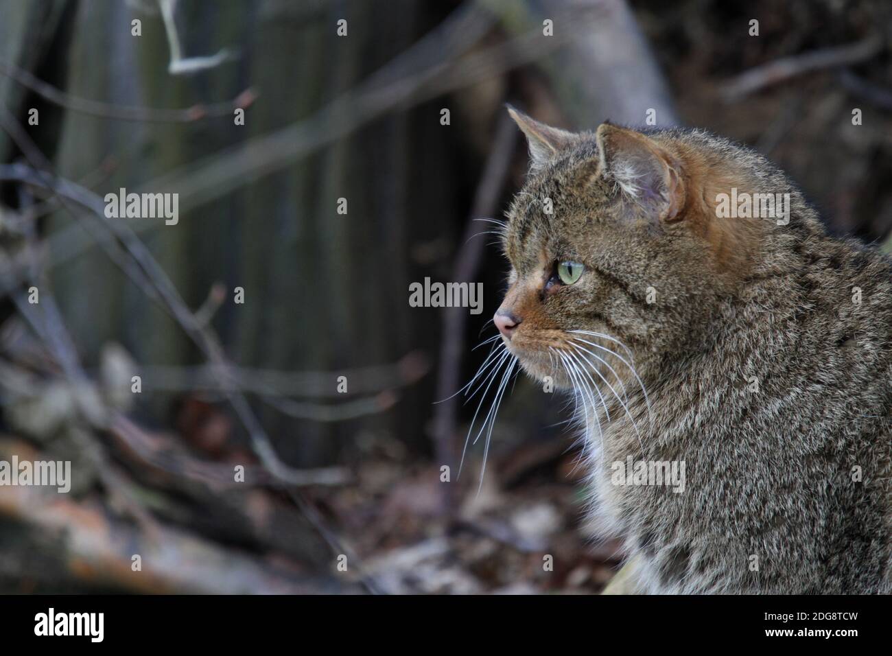 Wildcat animal hi-res stock photography and images - Alamy