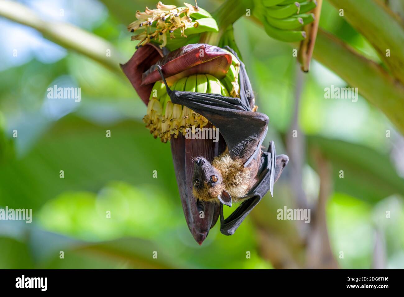 Pteropus medius hi-res stock photography and images - Alamy