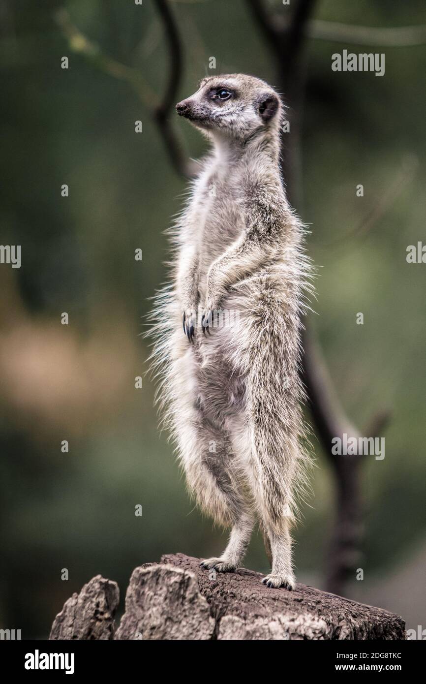A vertical shot of a cute Meerkat standing on a tree stump in the ...