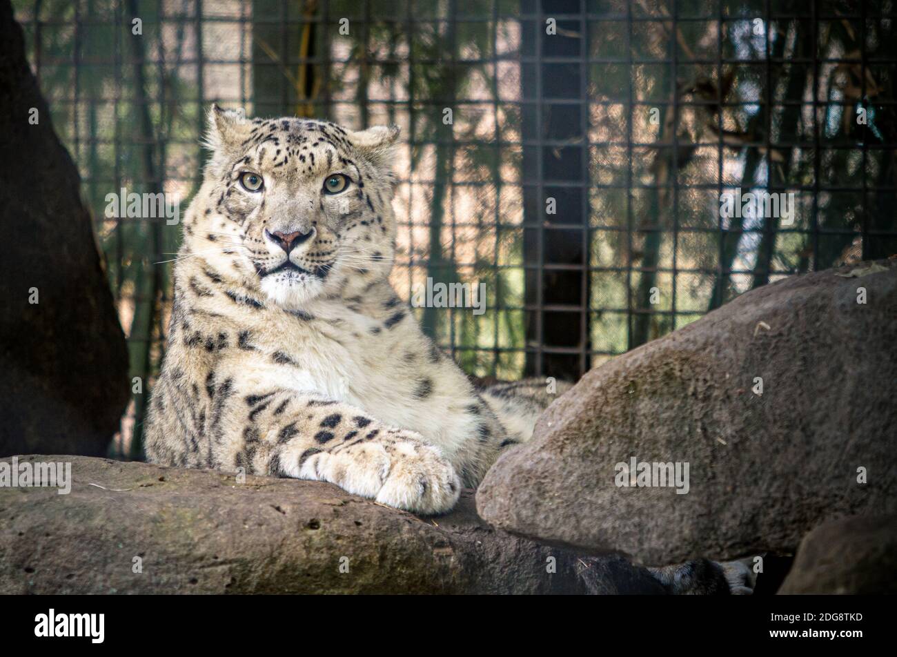 Melbourne zoo leopard hi-res stock photography and images - Alamy