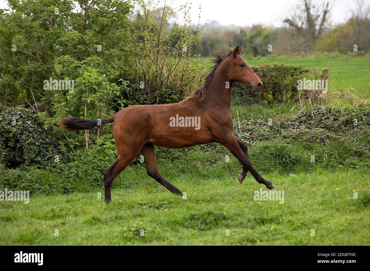 Akhal Teke, Horse Breed from Turkmenistan, Yearling Galloping in ...