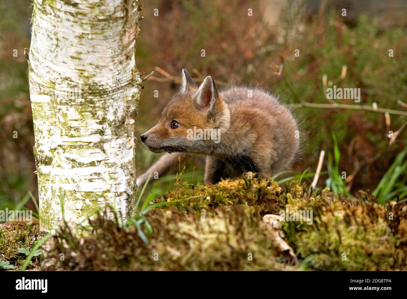 Red Fox, vulpes vulpes, Pup smelling Tree Trunk, Normandy Stock Photo ...
