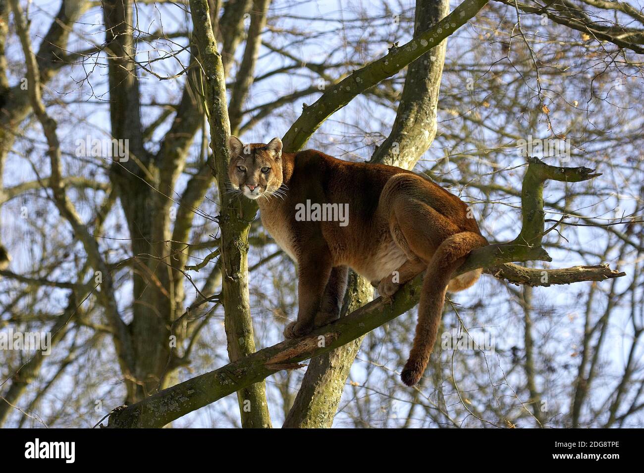Cougar, puma concolor, Adult Perched in Tree Stock Photo - Alamy