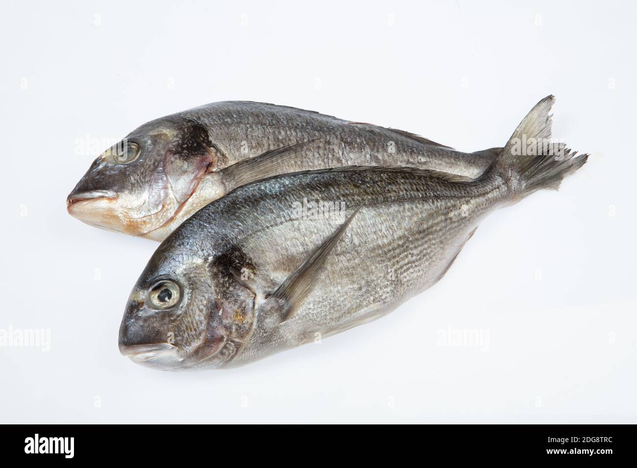 Fish on an isolated white studio background Stock Photo - Alamy