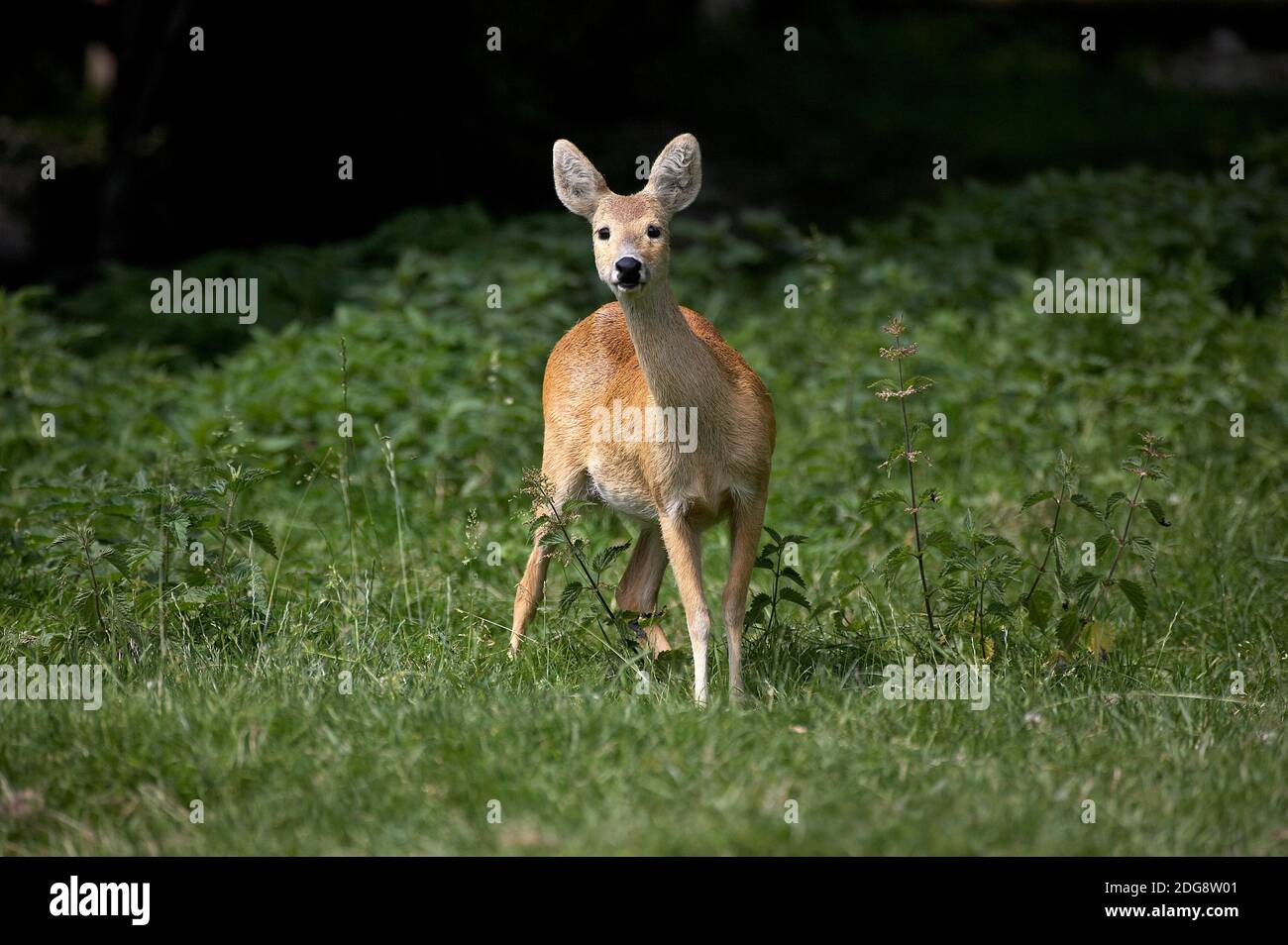 Chinese Water Deer, hydropotes inermis, Adult standing on Grass Stock ...