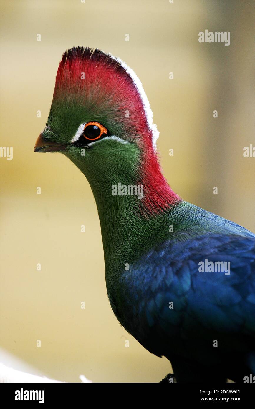 Tauraco corythaix fischeri hi-res stock photography and images - Alamy