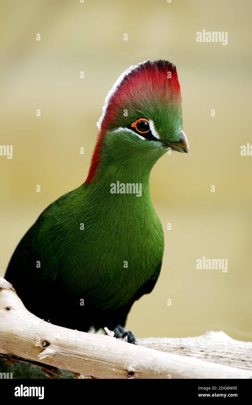 Tauraco corythaix fischeri hi-res stock photography and images - Alamy