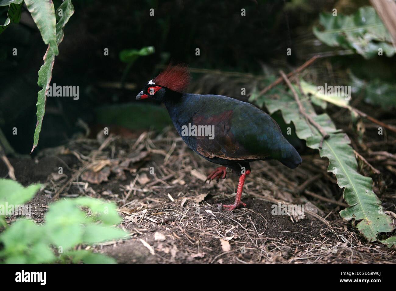 Crested Wood Partridge, rollulus roulroul, Adult Stock Photo - Alamy