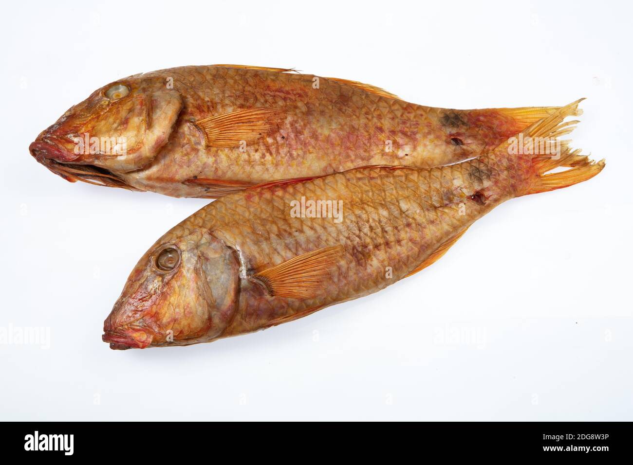 Fish on an isolated white studio background Stock Photo - Alamy