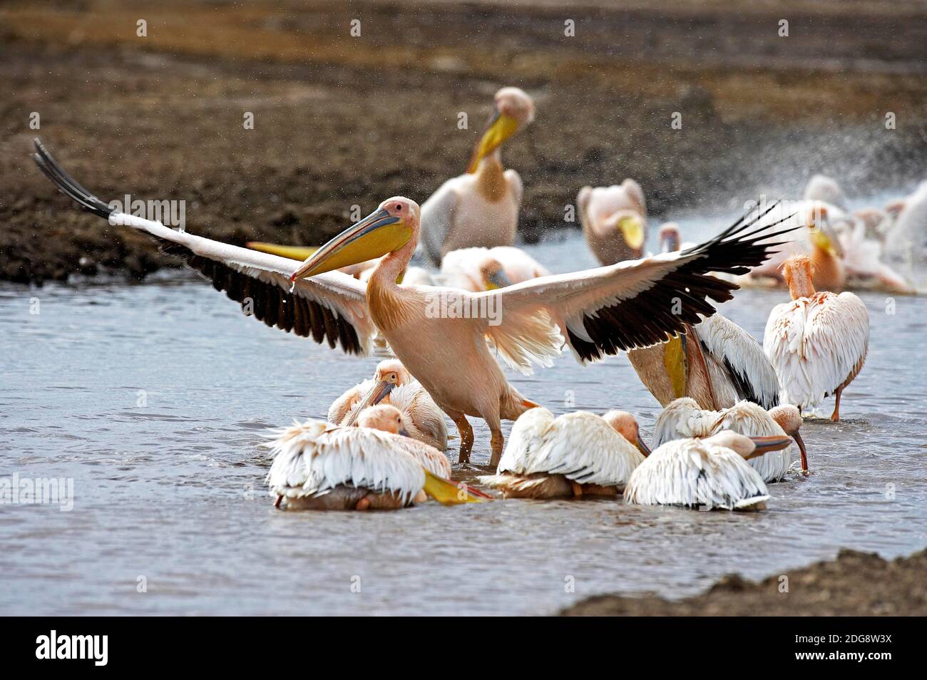 Great White Pelican, pelecanus onocrotalus, Group having Bath, Nakuru ...
