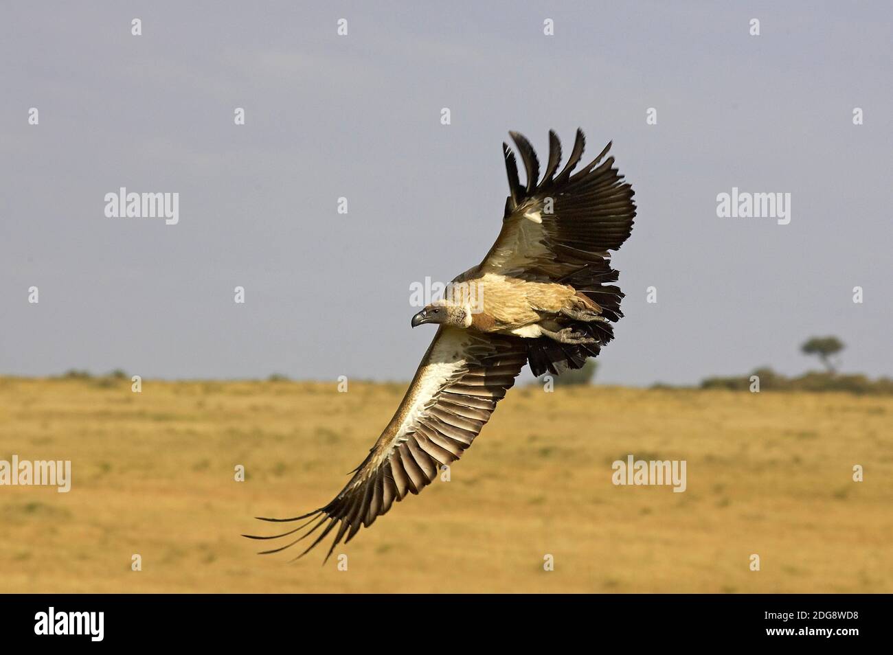 African White Backed Vulture, gyps africanus, Adult in Flight, Masai ...