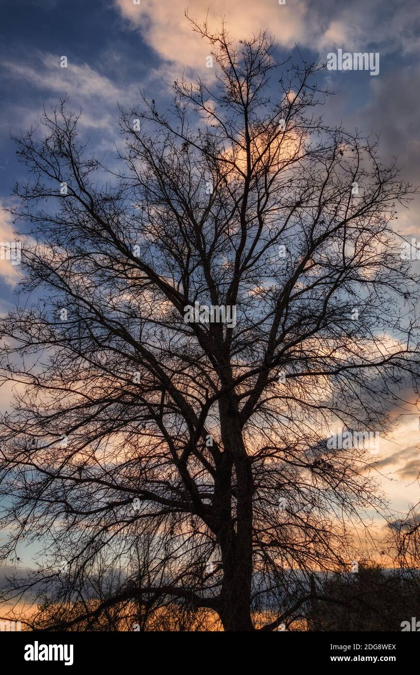 Tree Under A Colorful Sunset Stock Photo - Alamy