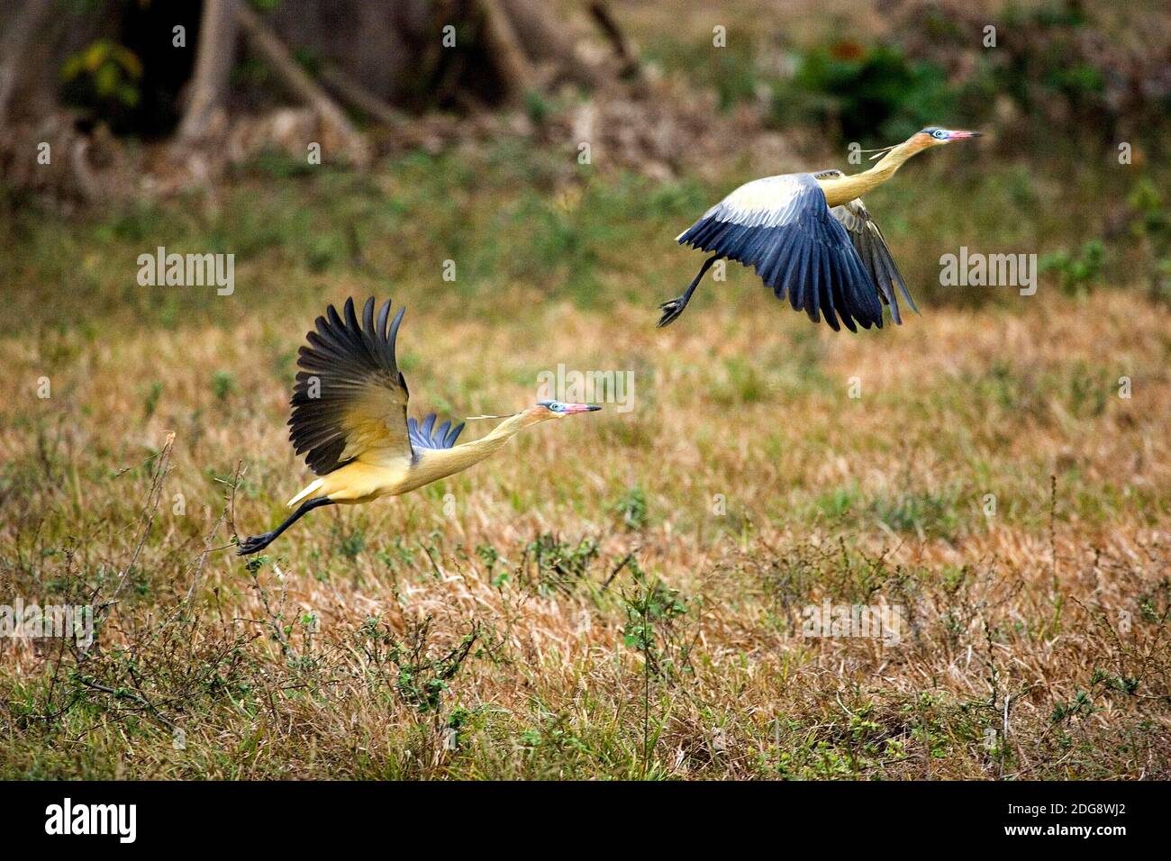 Whistling Heron, syrigma sibilatrix, Adults in Flight, Los Lianos in ...