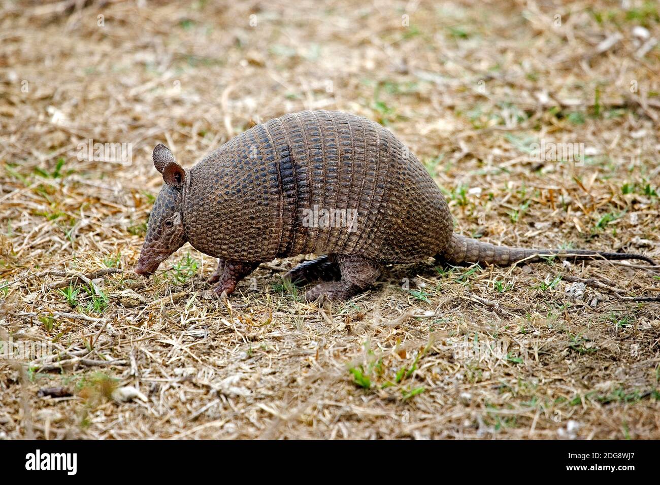 Nine banded armadillo dasypus novemcinctus adult hi-res stock ...