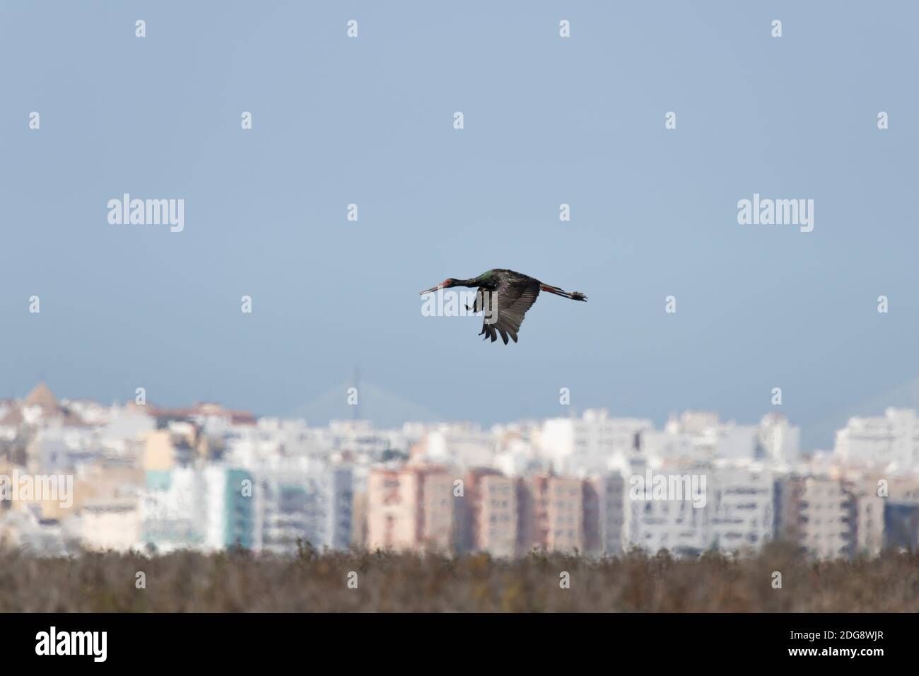 Stork migration hi-res stock photography and images - Alamy