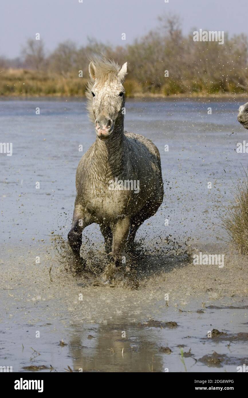 Camargue Horse standing in Swamp, Saintes Marie de la Mer in Camargue ...