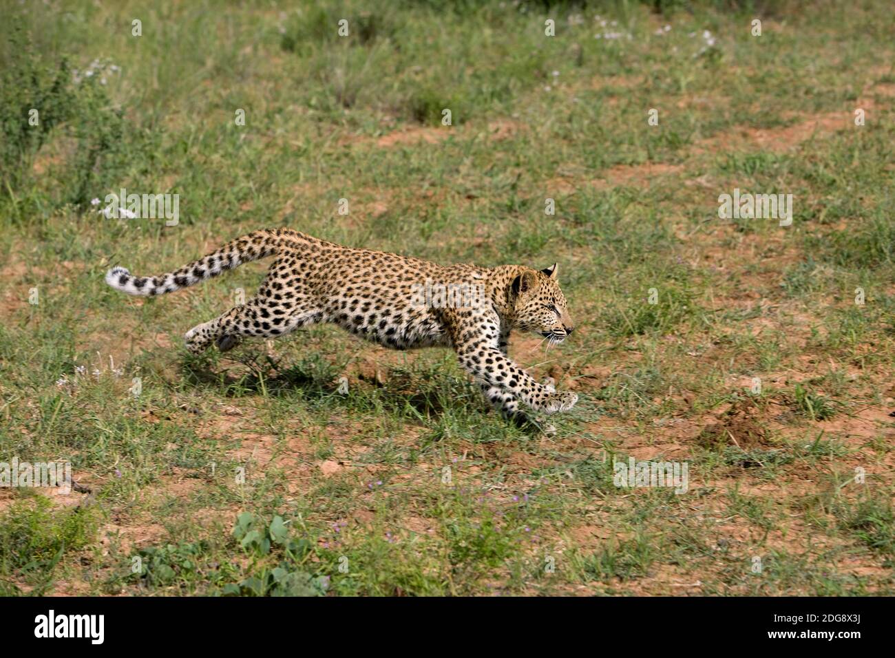 Leopard cub running hi-res stock photography and images - Alamy