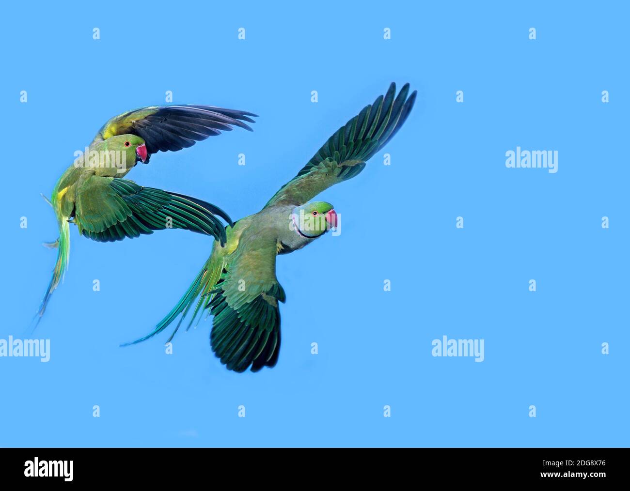 Rose Ringed Parakeet, psittacula krameri, Pair in Flight Stock Photo ...