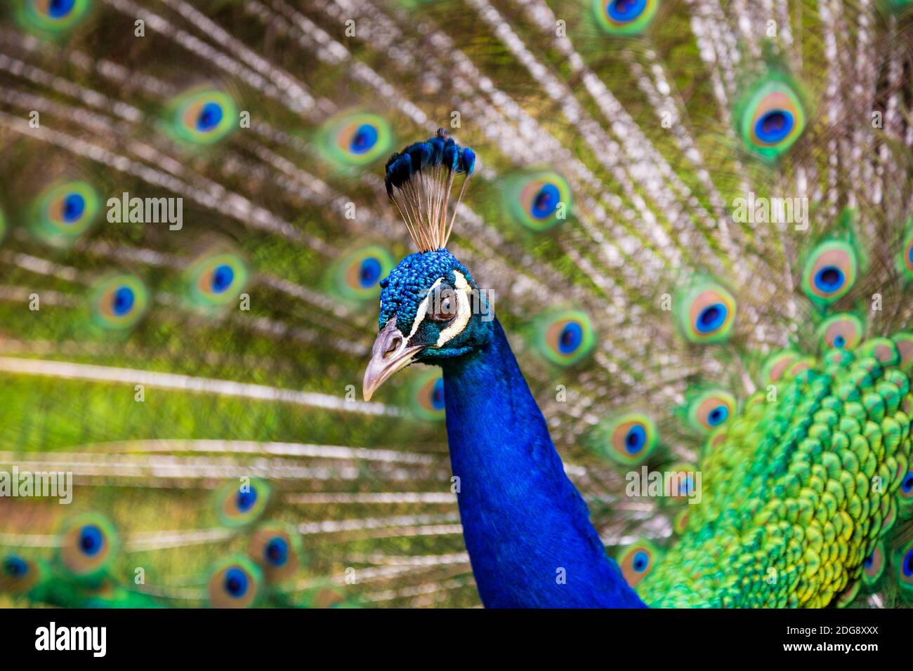 Peacock Doing its Thing Stock Photo - Alamy