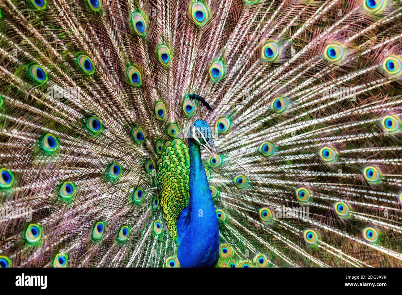 Peacock Doing its Thing Stock Photo - Alamy