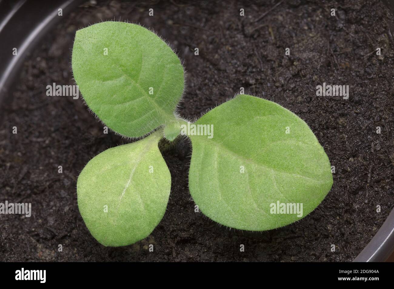 Tobacco sapling hi-res stock photography and images - Alamy
