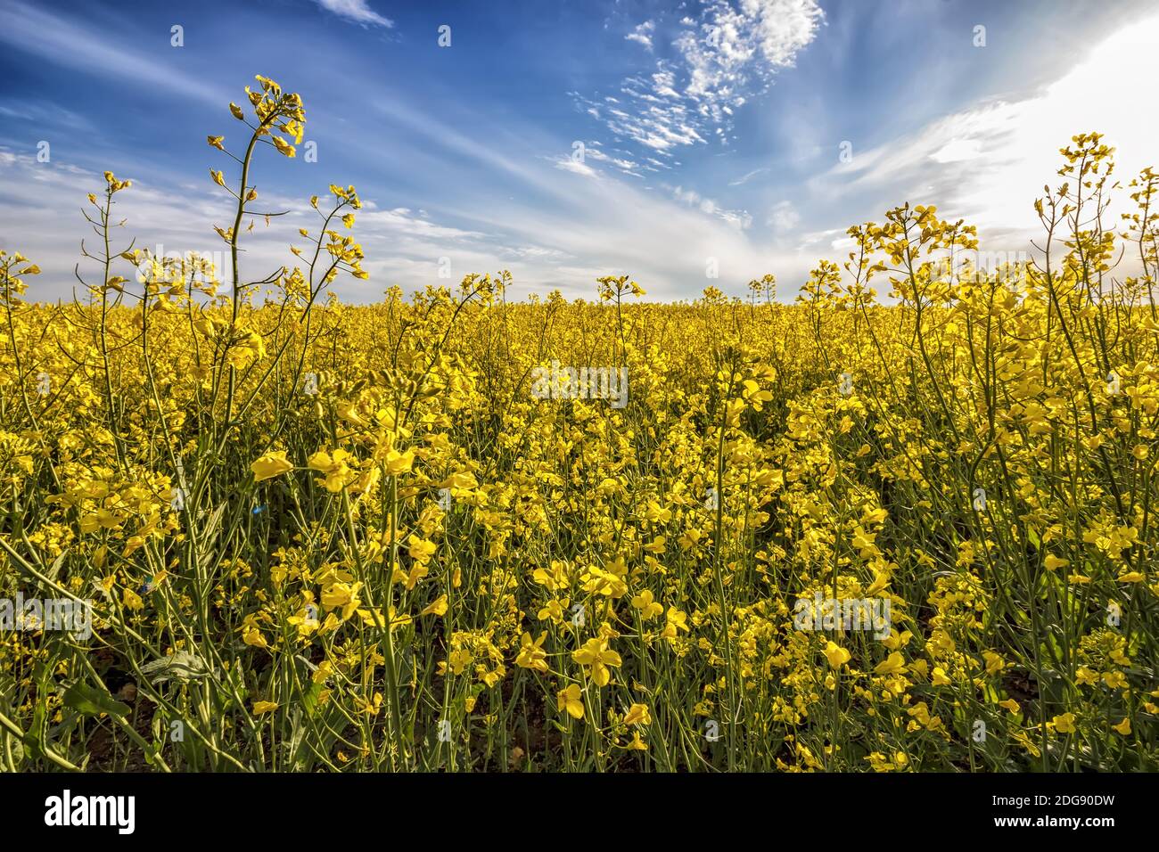 Yellow rapeseed field background Stock Photo - Alamy