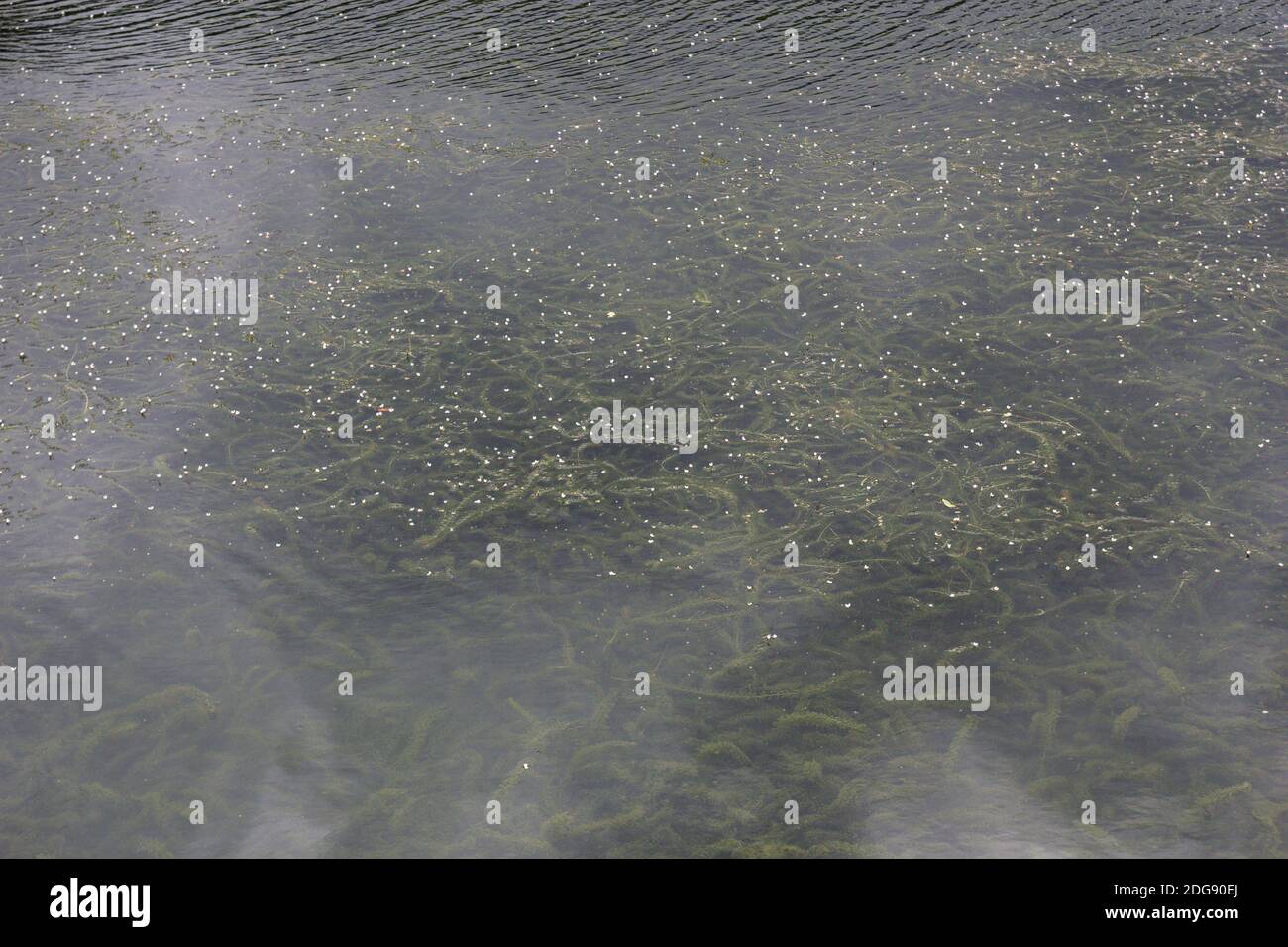 A calm transparent water surface with seaweed algae beneath in Sao ...