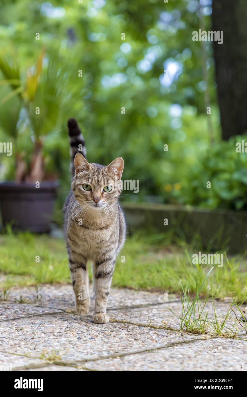 Cute grey kitten walking outside hi-res stock photography and images ...