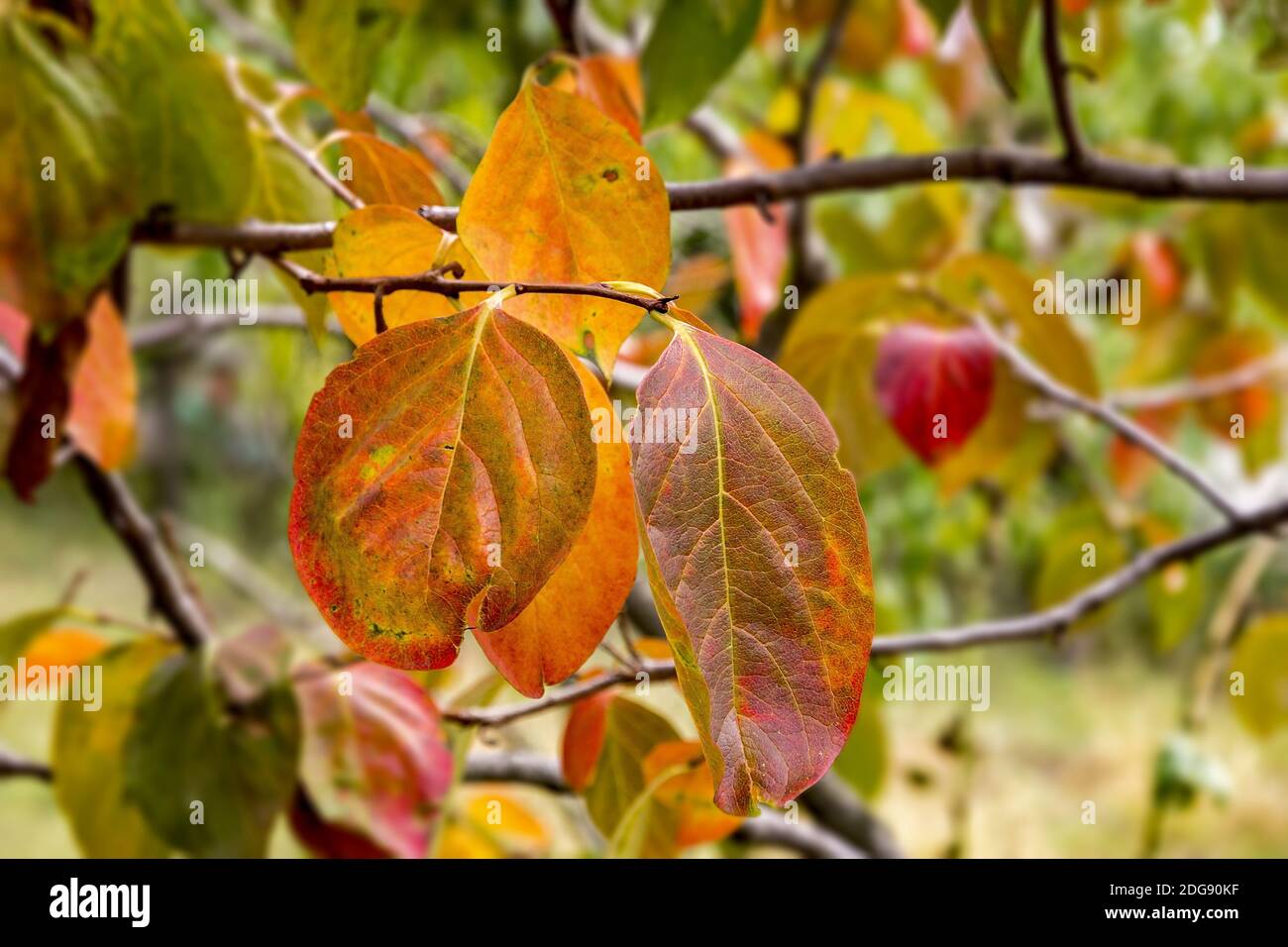 Persimmon tree branch hi-res stock photography and images - Alamy